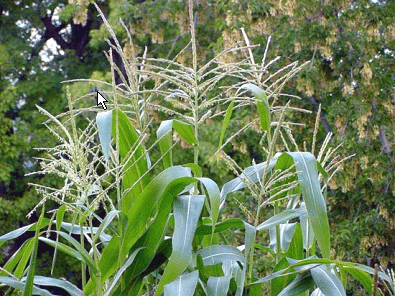 MAIZ: PARTES DEL MAÍZ