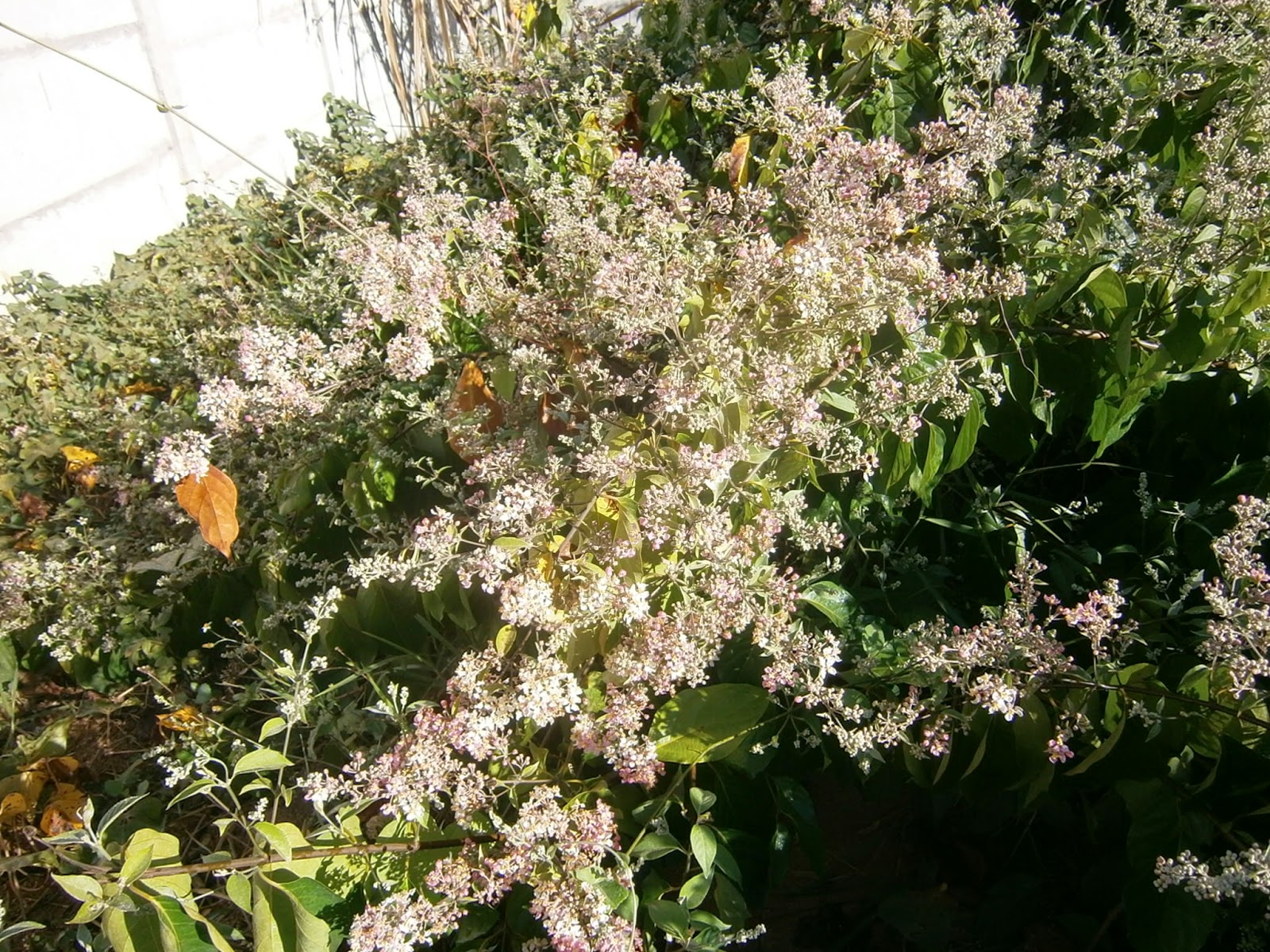Zelando pela Chacrona e pelo Jagube: Segunda Floração do Jagube! Parte 2