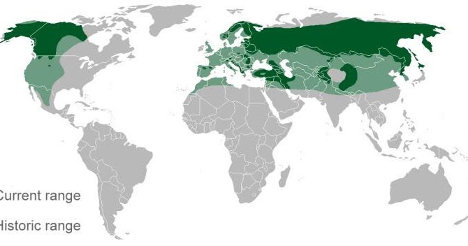 Historical range of Brown bear