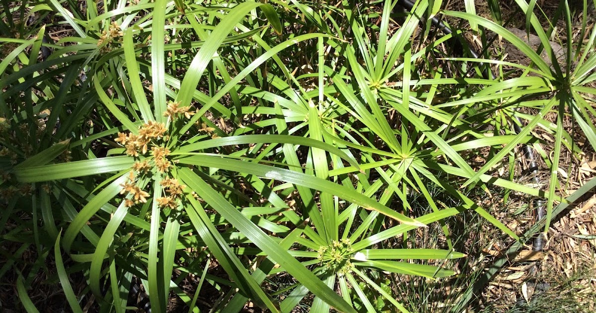 AulaTicBio: Cyperus alternifolius
