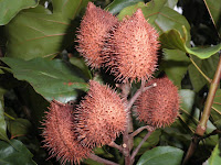 PLANTAS - Alimentos - Vitaminas - Receitas: URUCUM, COLORAU