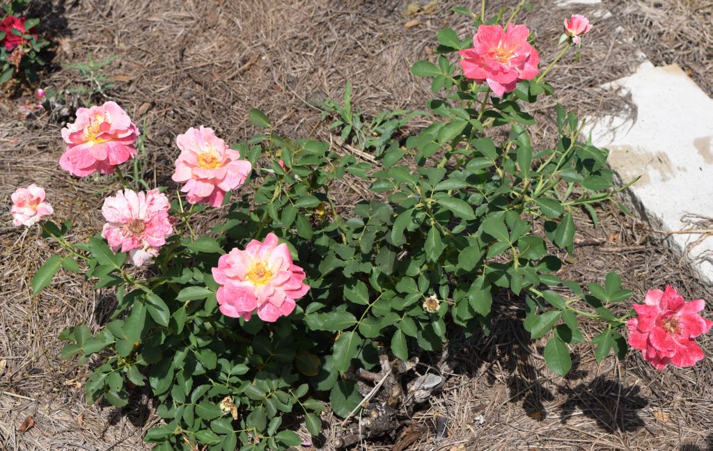 Garden Musings: Griffith Buck Rose