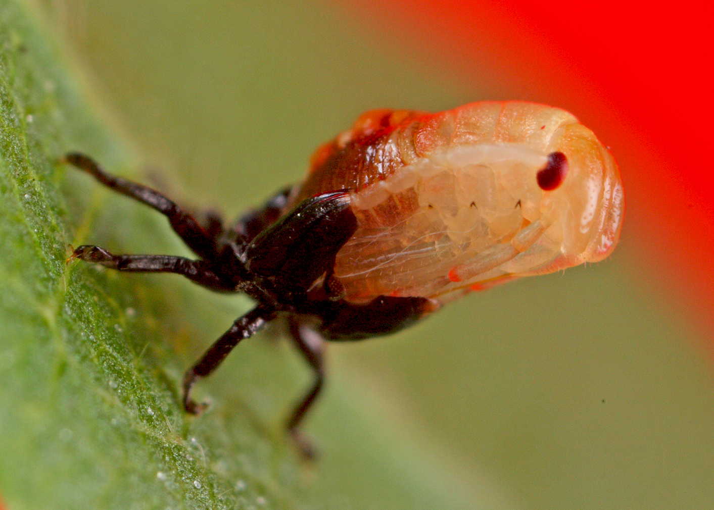 JJ's Photographic nature blog: Waspish behaviour and bad eggs...