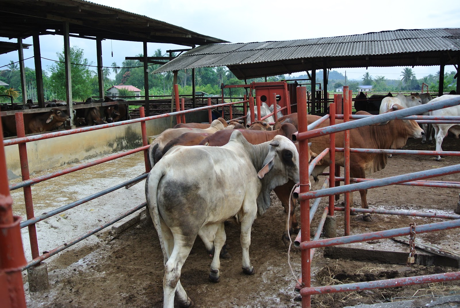 ANF GLOBAL FARM ENTERPRISE: lembu untuk di jual (baka brahman dan kampung)
