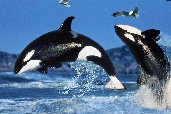 VIDEO: Orca lanza a foca 20 metros por el aire - Al Minuto