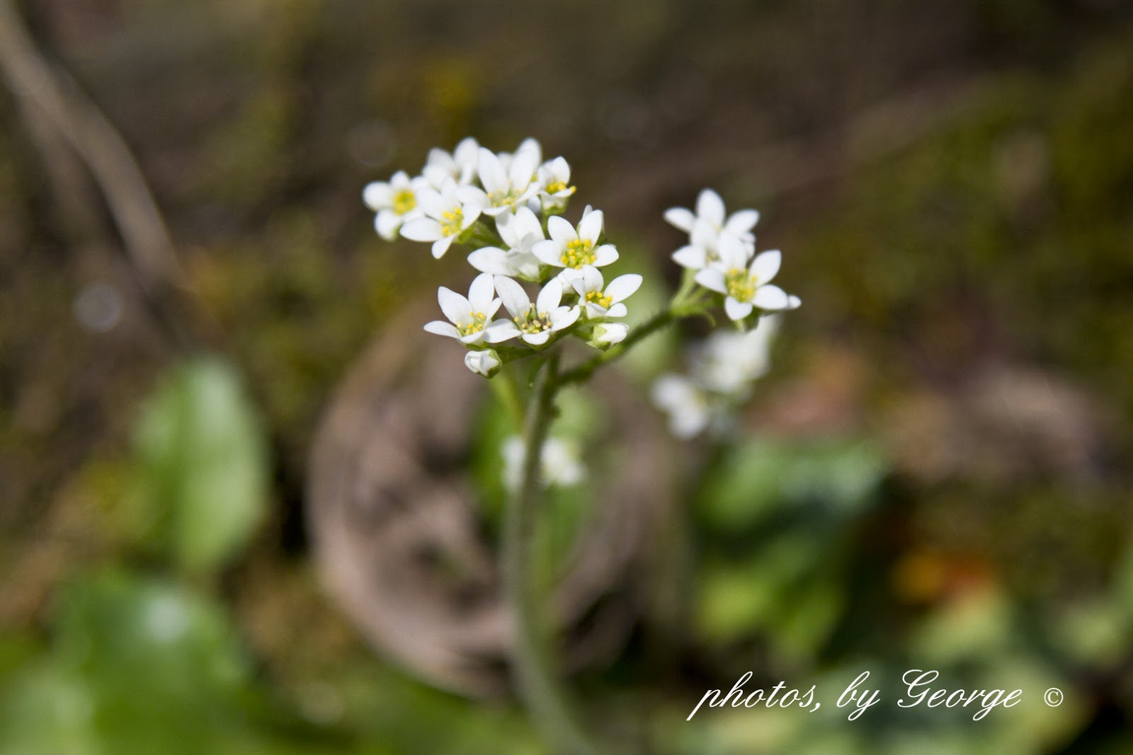 "What's Blooming Now" : Early Saxifrage (Saxifraga virginiensis Michx.)