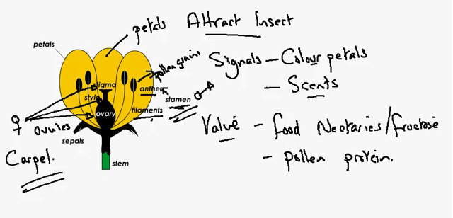 Belles Biology: 3.3a insect pollination