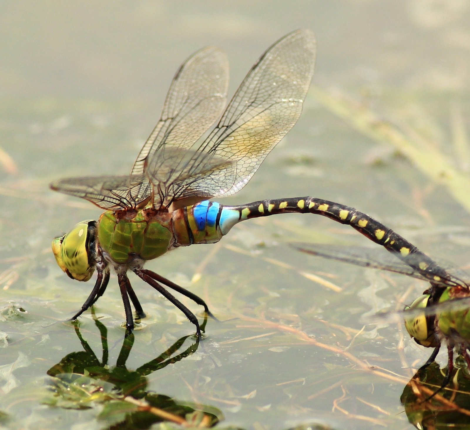 VietOdonata: Anax guttatus (Burmeister, 1839)