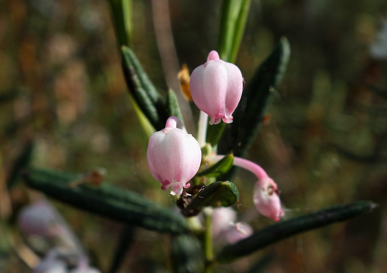 Harakan sivut: SUOKUKKA, RAATE ja MUURAIN