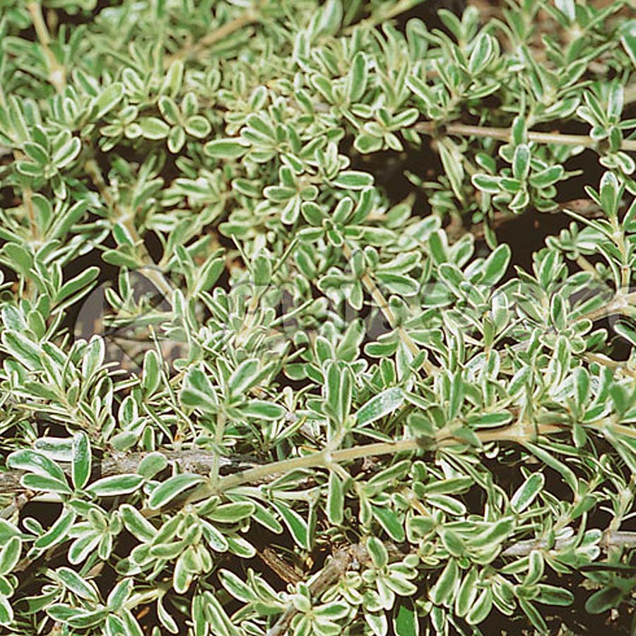 Pennsylvania Street Gardens: Plant Profile: Coprosma