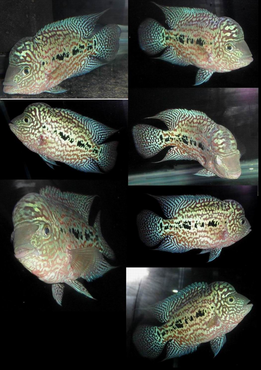 Flowerhorn The Hybrid Cichlids: King Kamfa X5 - nutty