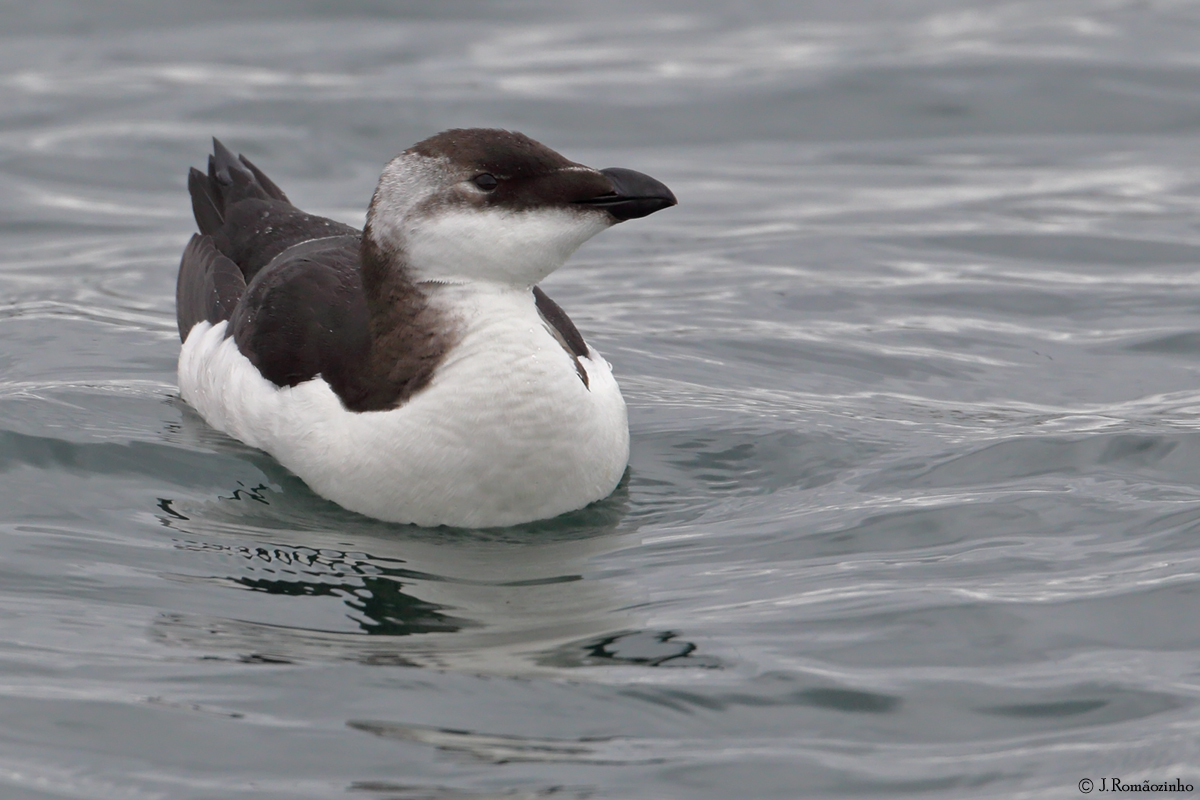 Pescador de aves: Torda mergulheira