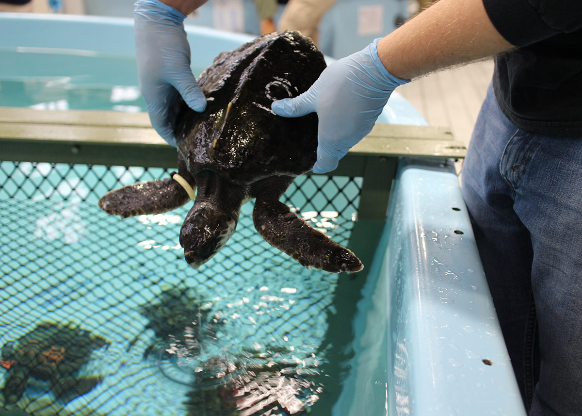 Marine Animal Rescue Team Blog