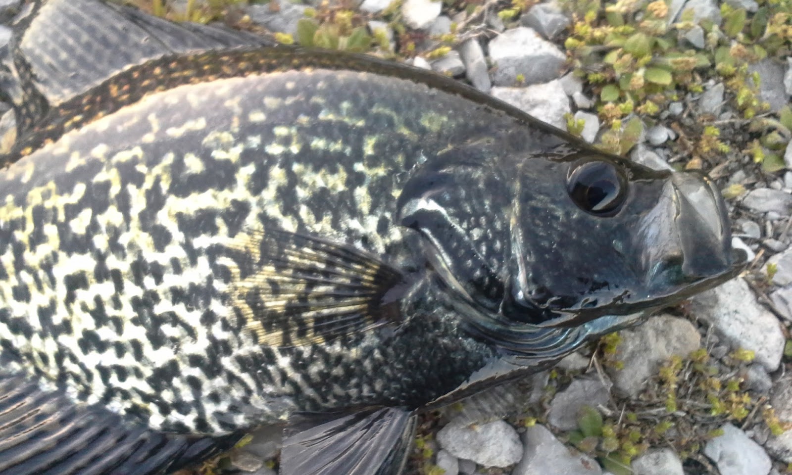 The Show Me Fly Guy: Beautiful Black Crappie
