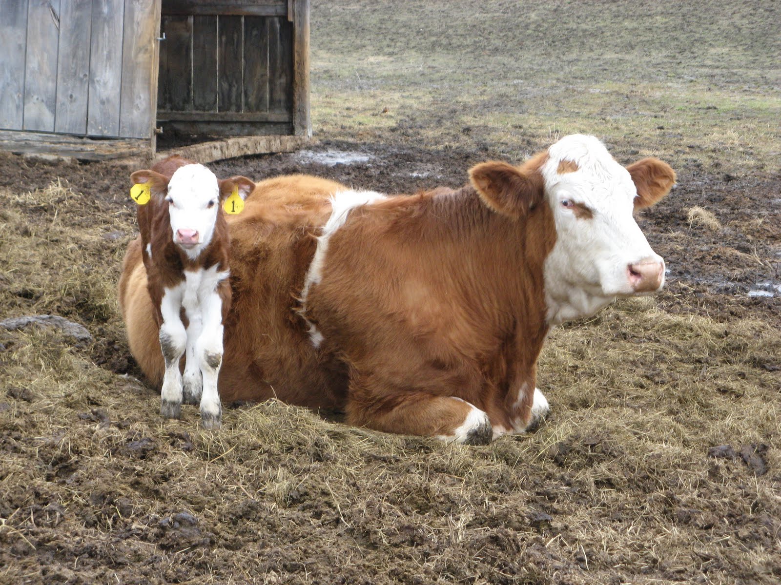Animal Instinct: April Showers in Vermont