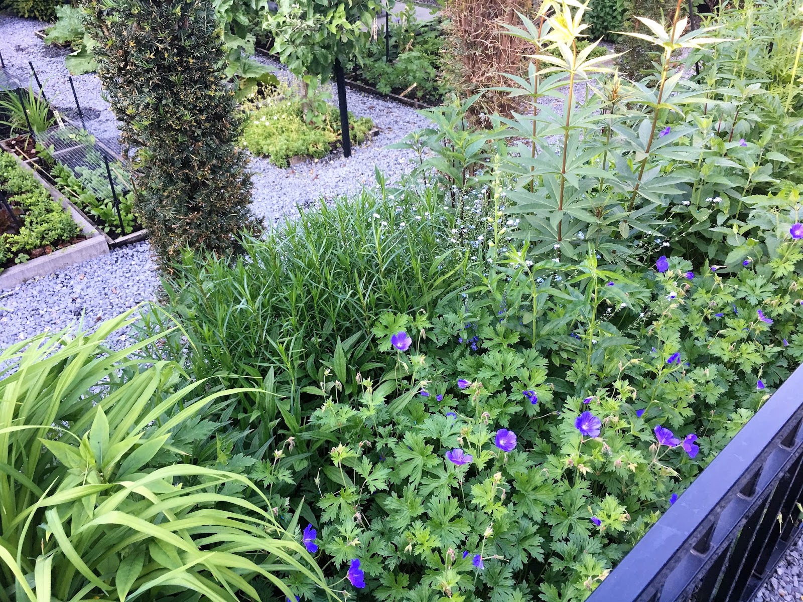 Potagerie in Maastricht: 25.05.2017 > New look in the English boarder.