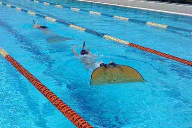 SWIMMING BLOG: Τεχνική κολύμβηση