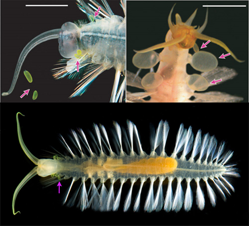 Sci/Why: Spider Art and Bioluminescent “Bombs”: Extreme Animal Mimicry