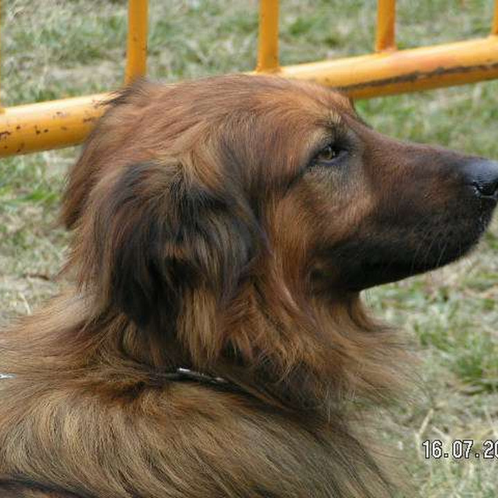 NUNCAJAMAS COCKER: EL PERRO DE PASTOR VASCO