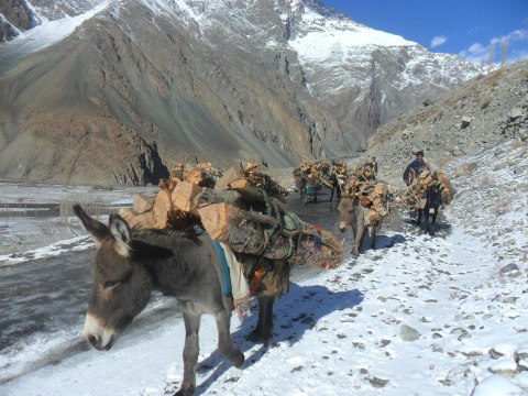 Pictures Folder of Gilgit Baltistan : Loaders Donkeys, Gilgit Baltistan