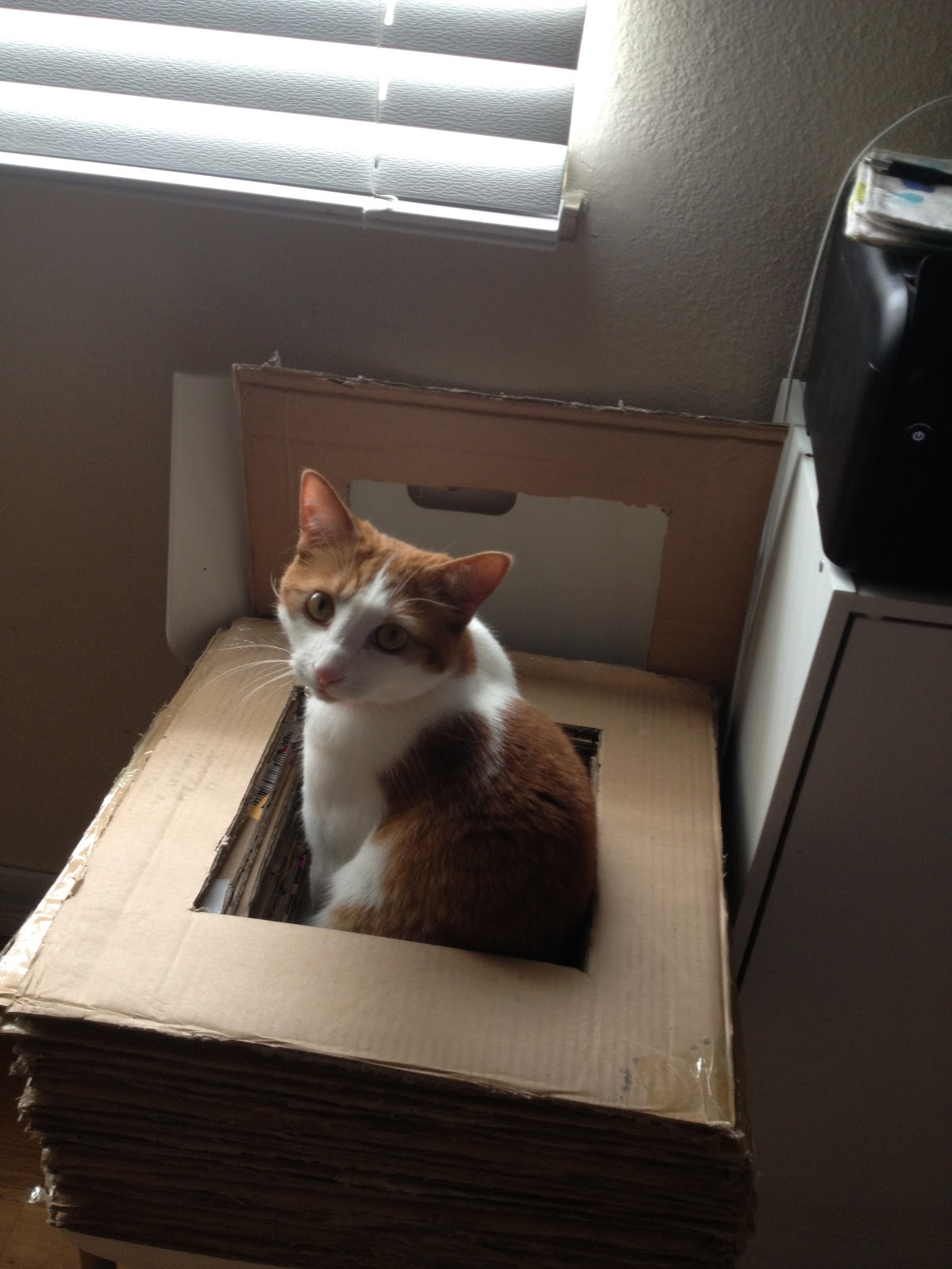 Crafts by Kimi Jo: Sunday May 26 2013 (cardboard scratcher)