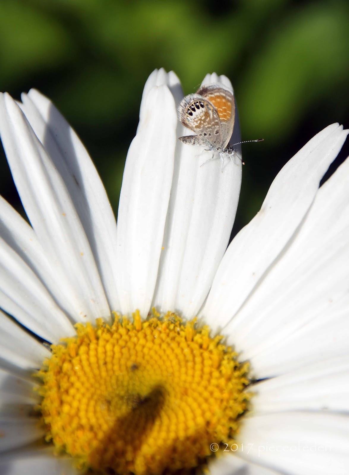 Western Pygmy Blue Butterfly