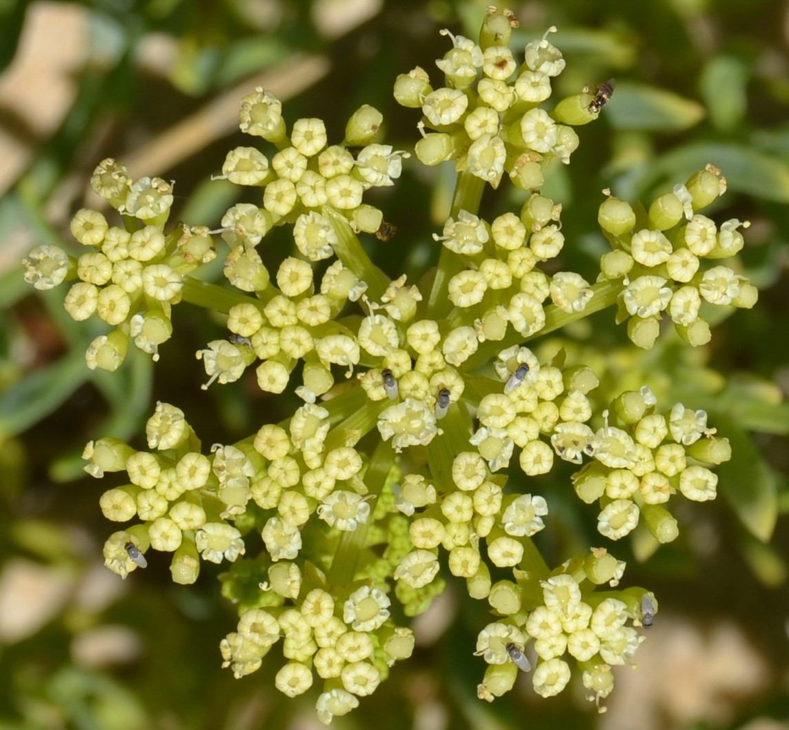 Plantas: Beleza e Diversidade: Flores na praia: Funcho-do-mar (Crithmum ...