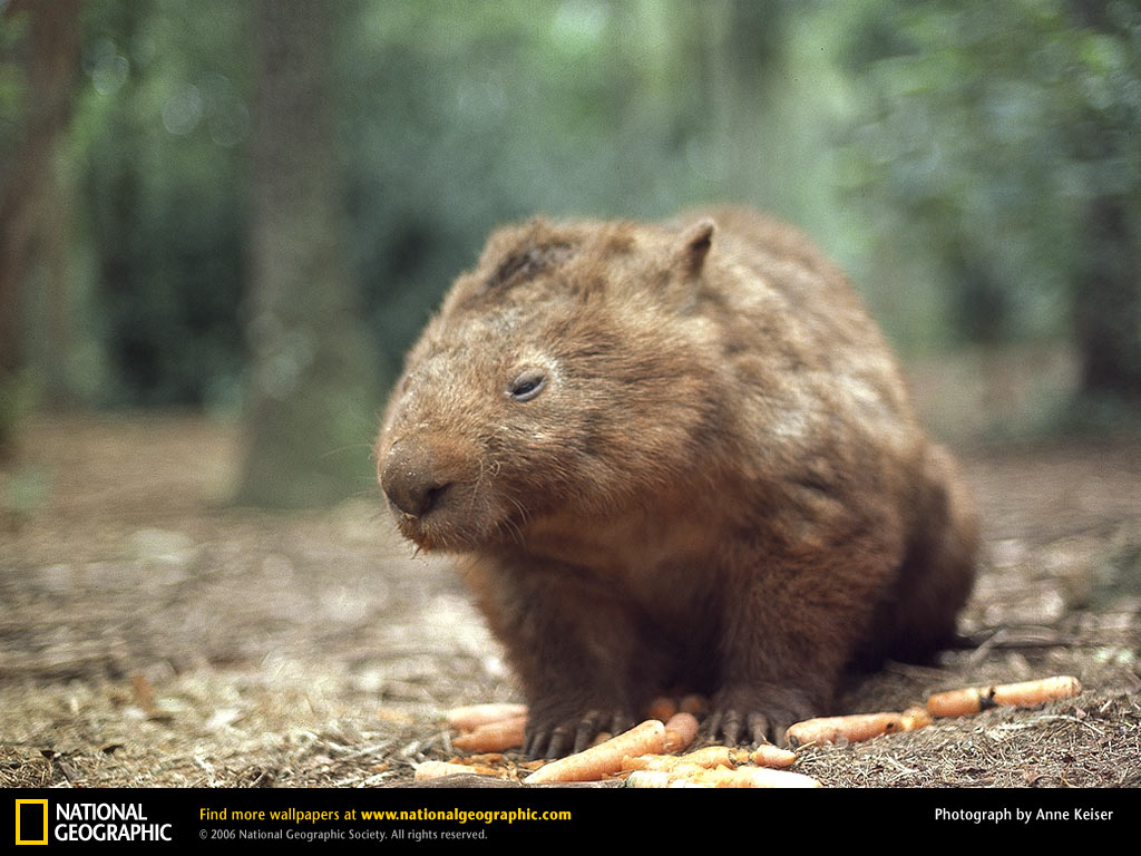 Imagehub: Wombat HD images free download