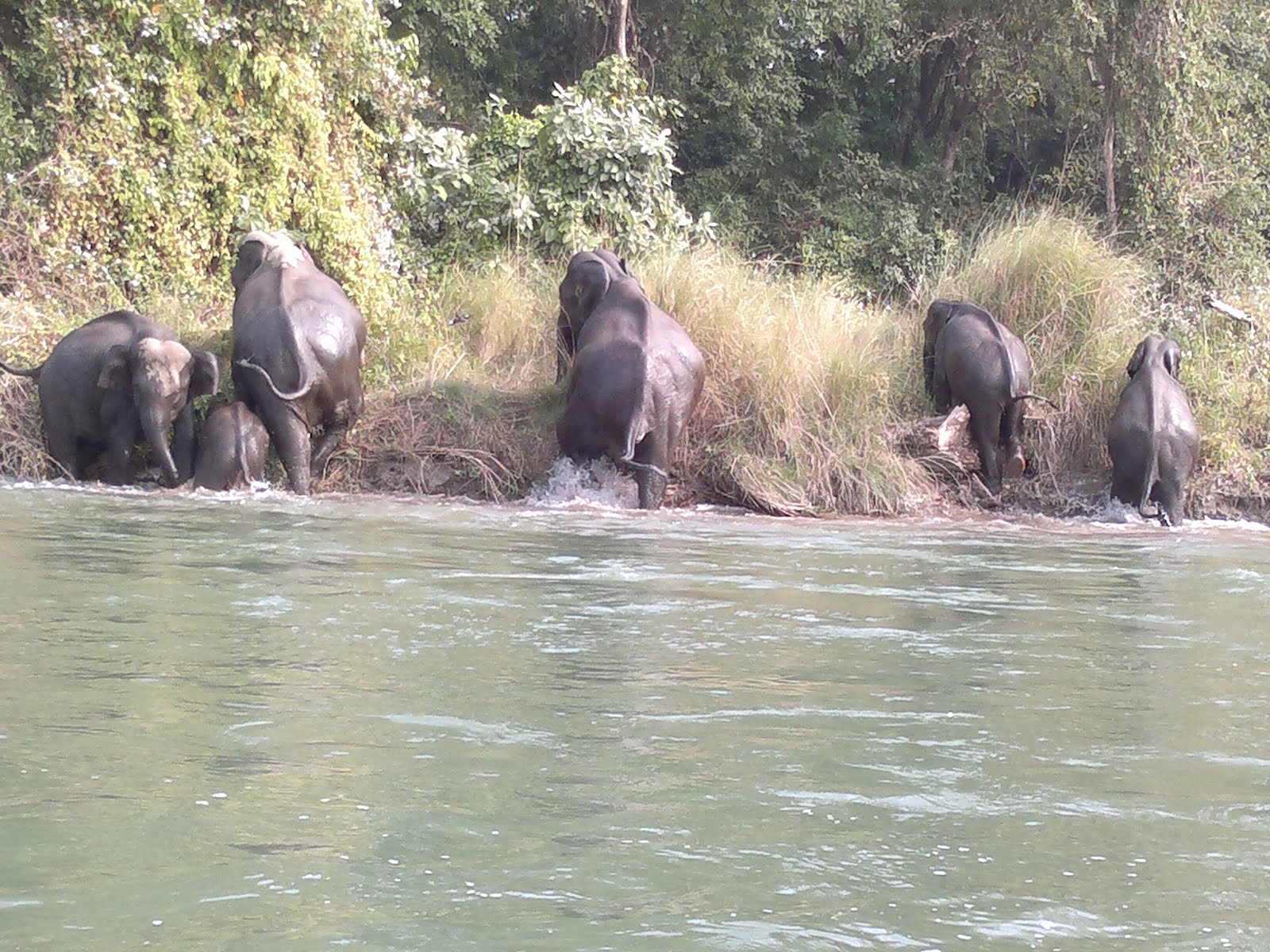 MANAS National Park Assam - India