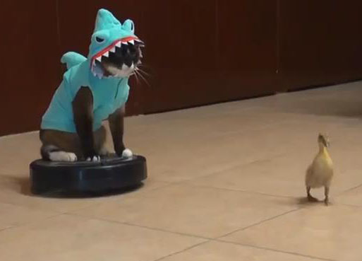 J-TWO-O: Shark Week + Cat + YouTube