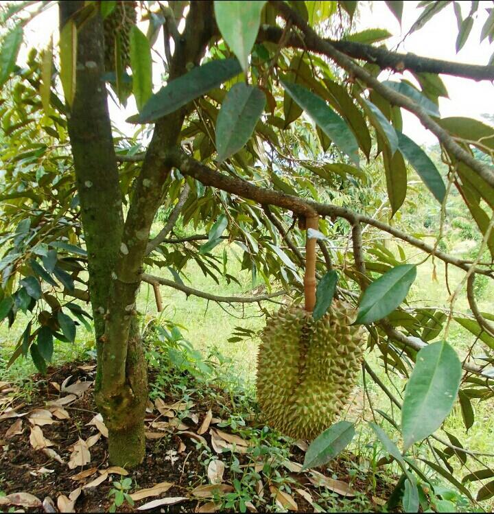 Berita TV Malaysia: anak pokok durian hybrid rendah
