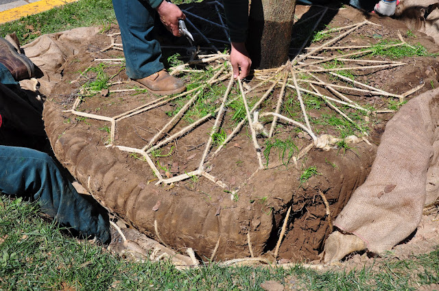 UMD Arboretum and Botanical Garden: A Day With Dr. Alex Shigo