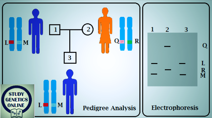 Study Genetics Online: Uniparental Disomy