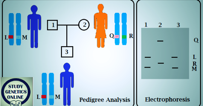Study Genetics Online: Uniparental Disomy