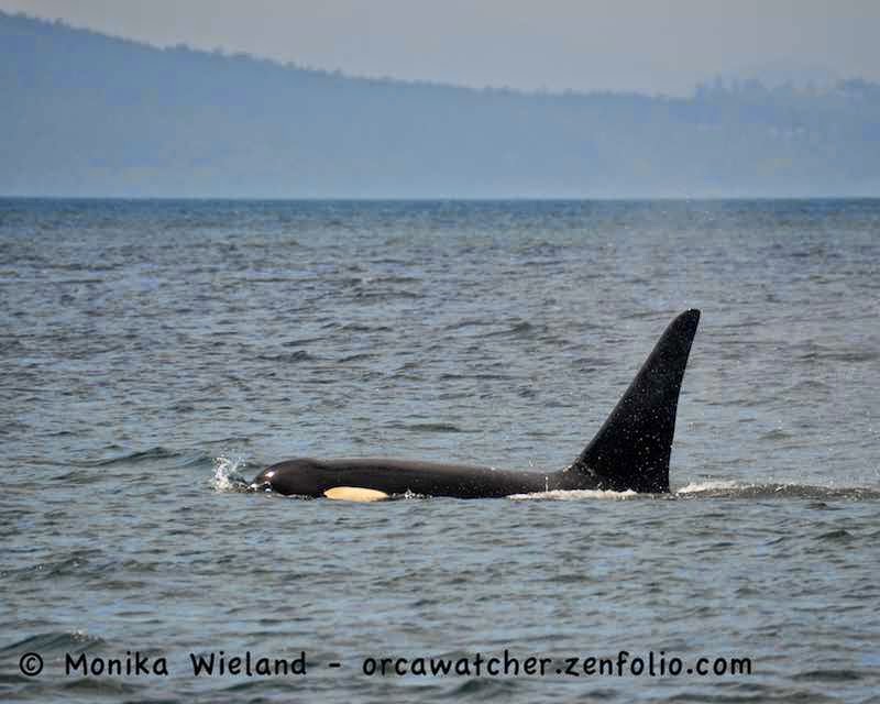 Orca Watcher: June 3: All of J-Pod and the L12s
