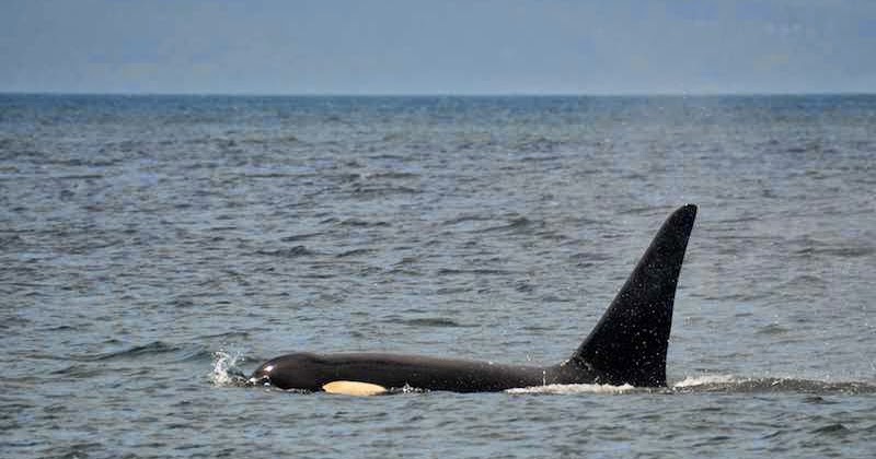 Orca Watcher: June 3: All of J-Pod and the L12s