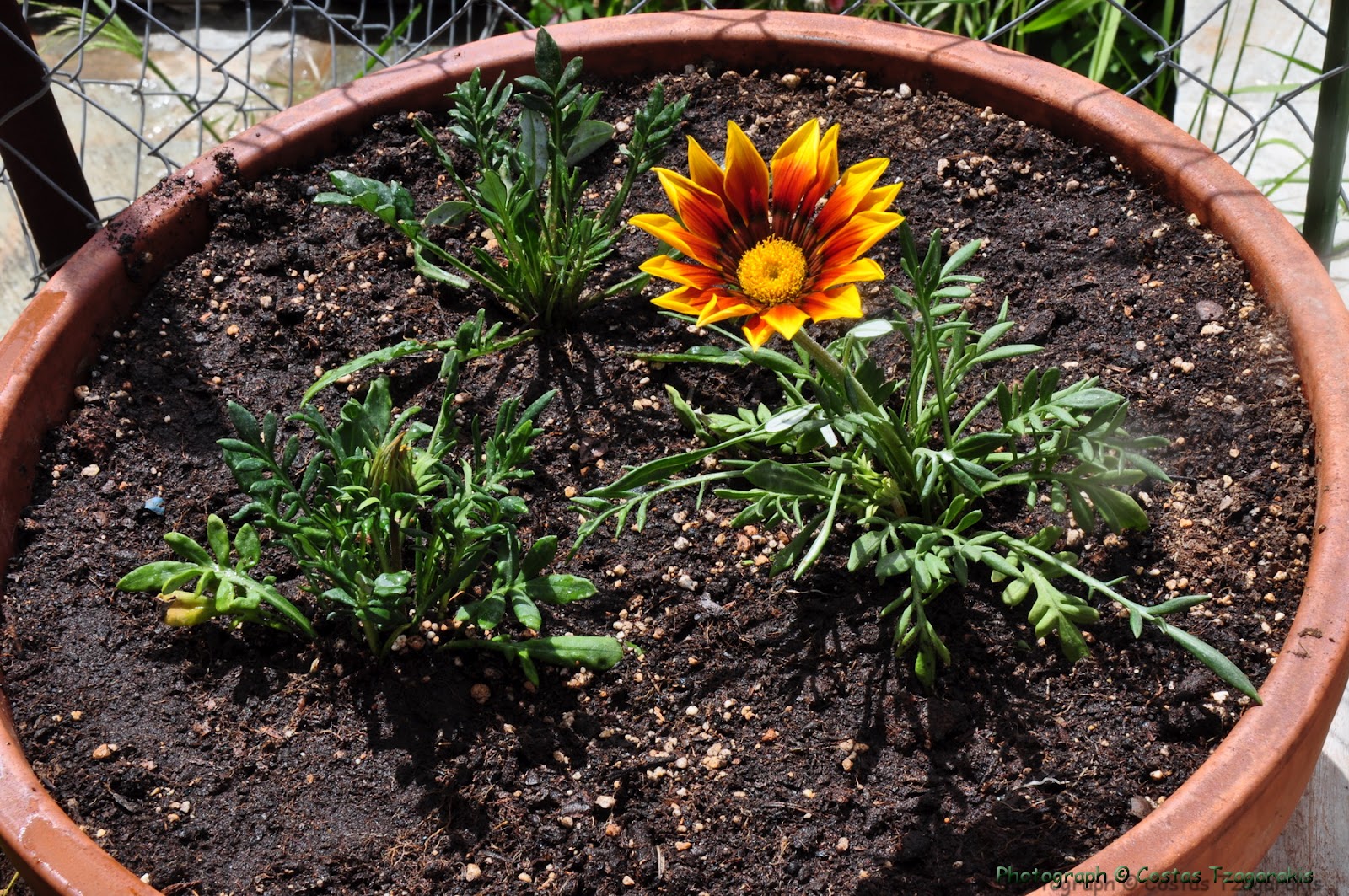 Nature Digital : Gazania. Γκαζάνια.