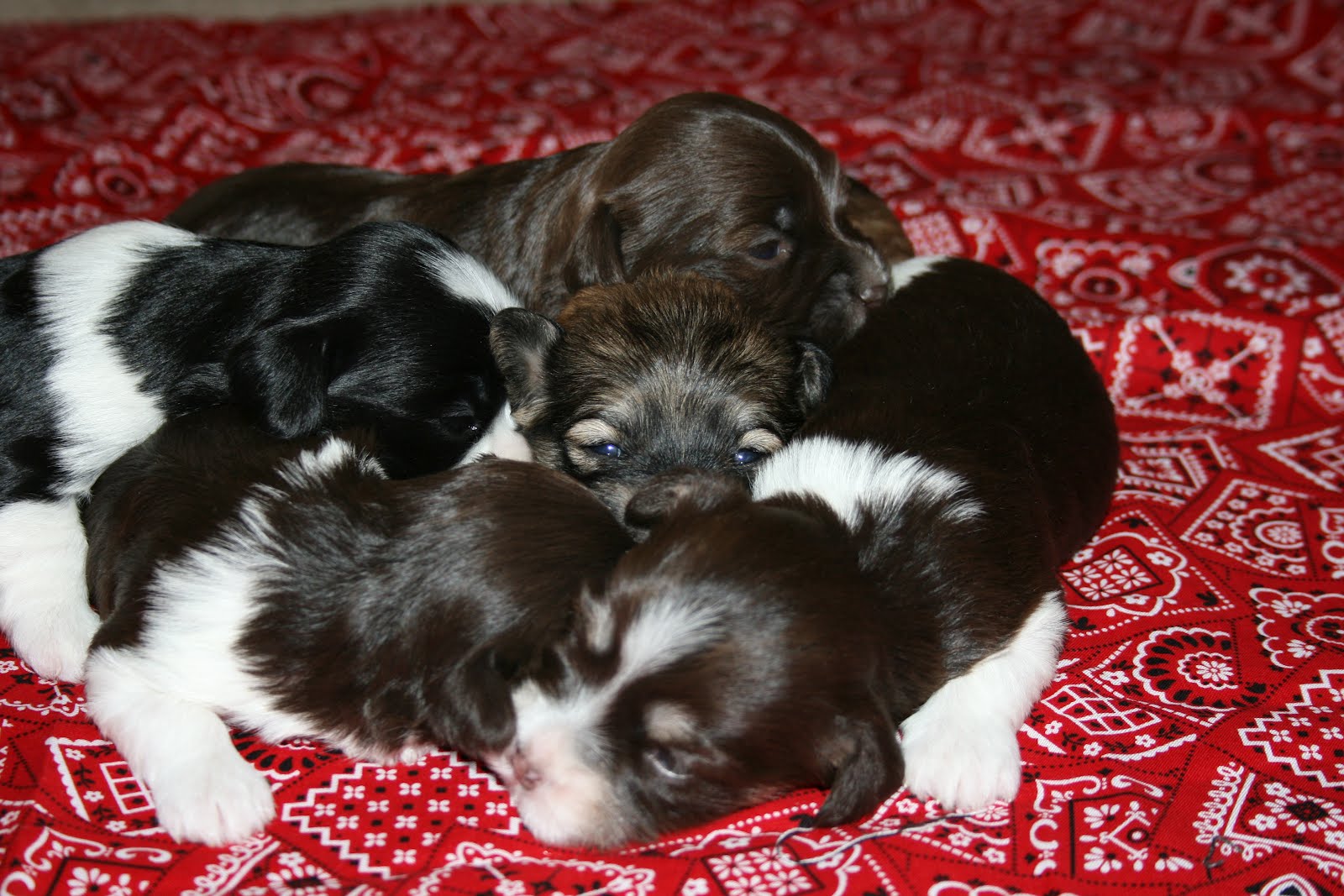 Available Puppies: Havanese puppies are 2 weeks old with their eyes open!!