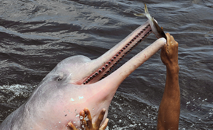 Boto ou golfinho? Entenda a diferença ~ A billion places