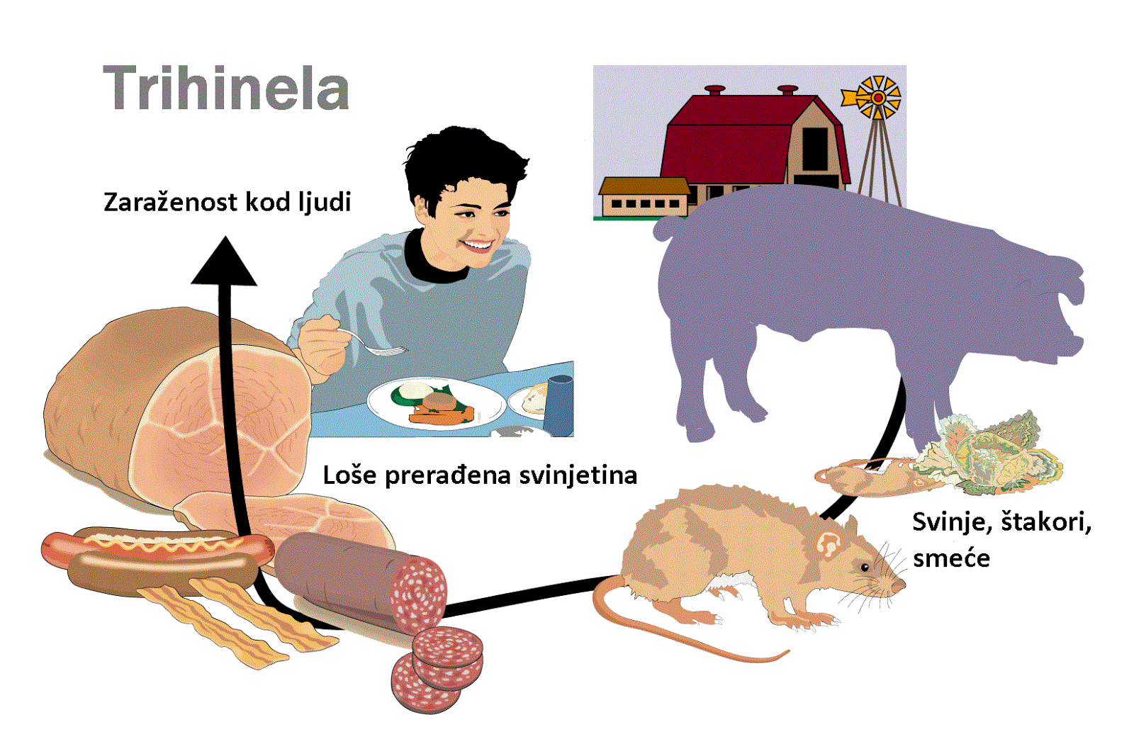 Latinski jezik za medicinske škole: Trihineloza