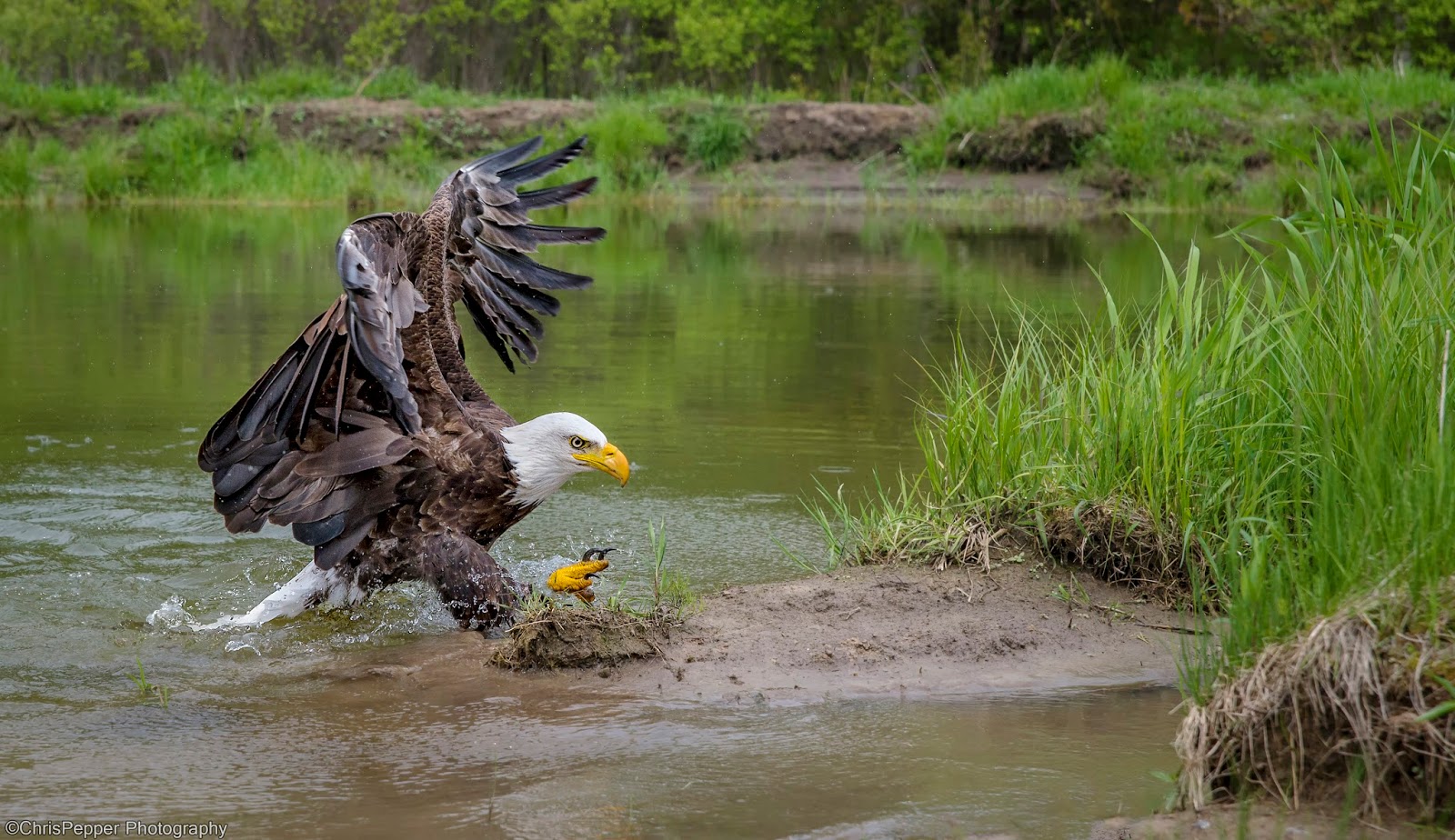 Northof49Photography: The Largest Bald Eagle Migration in North America