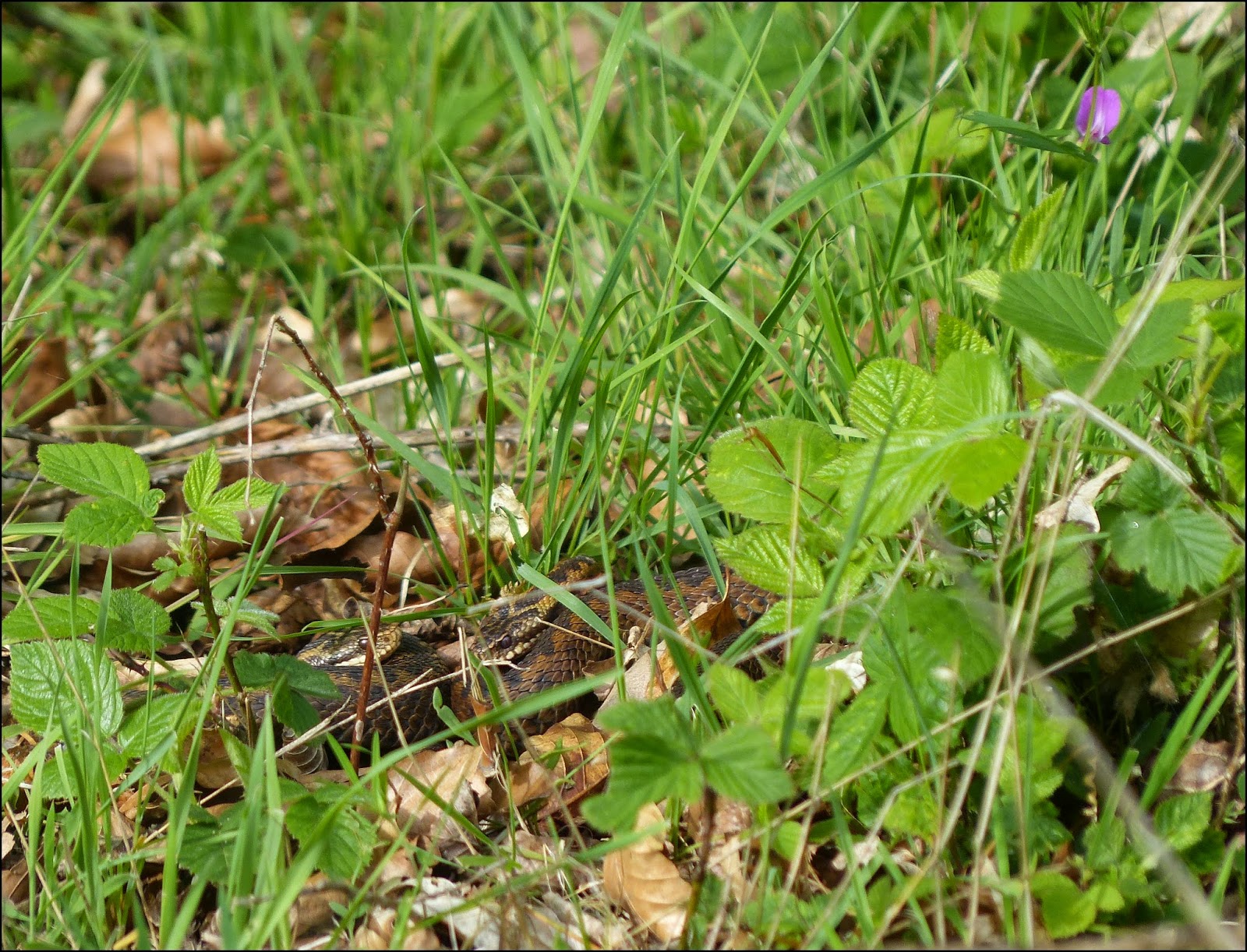 Wild and Wonderful: May 2015