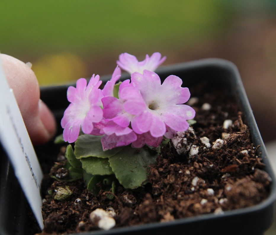 Bloomingwriter: Gardening in Nova Scotia: It all starts with one...primula