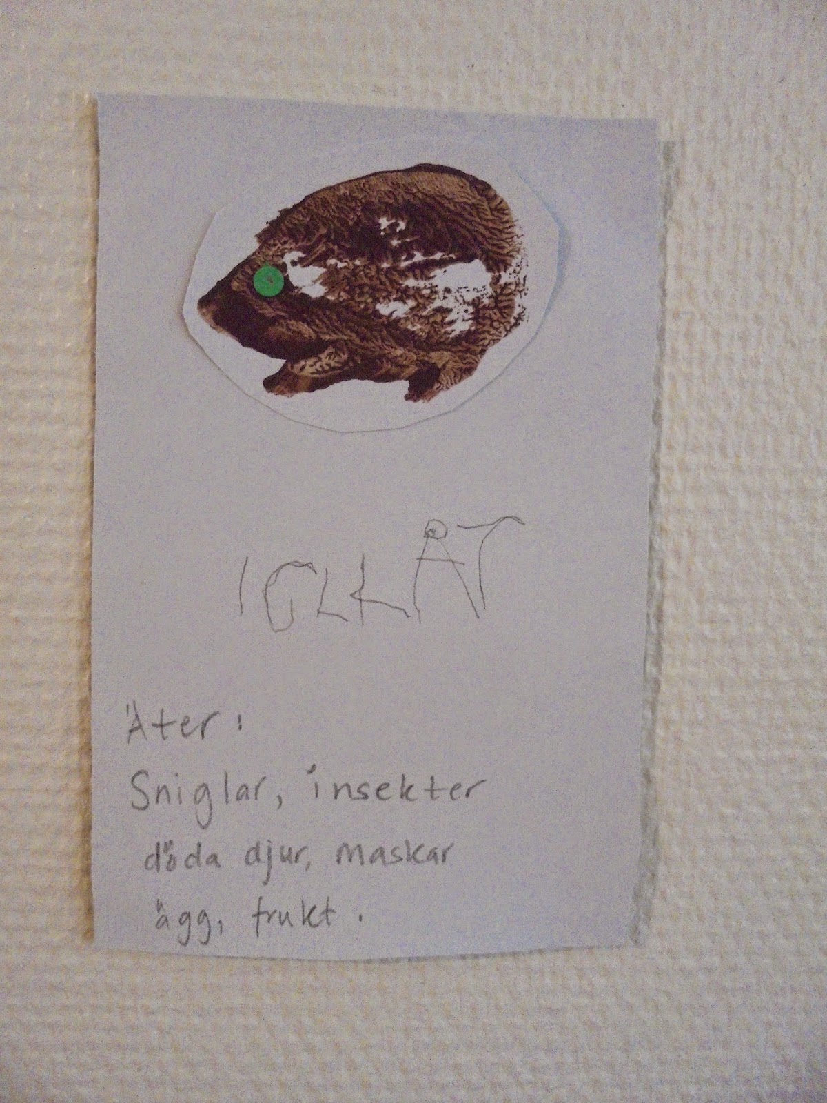 Svalans Allergiförskola: Igelkottens mat