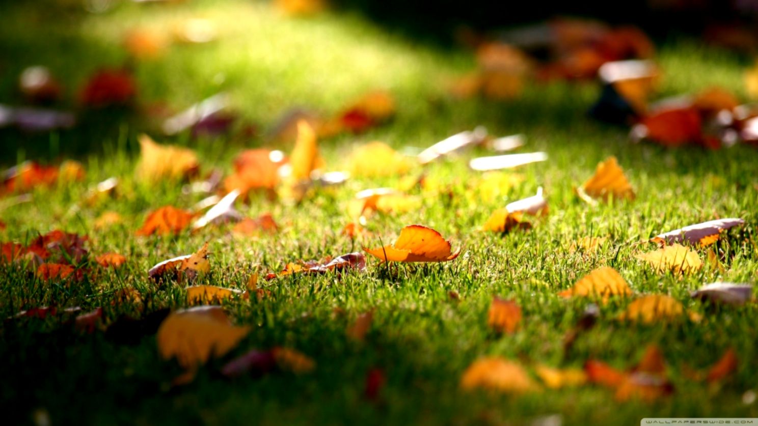 Early Fall Screensavers | Important Wallpapers