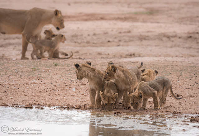 A day spent with a Lion Creche | Focusing on Wildlife