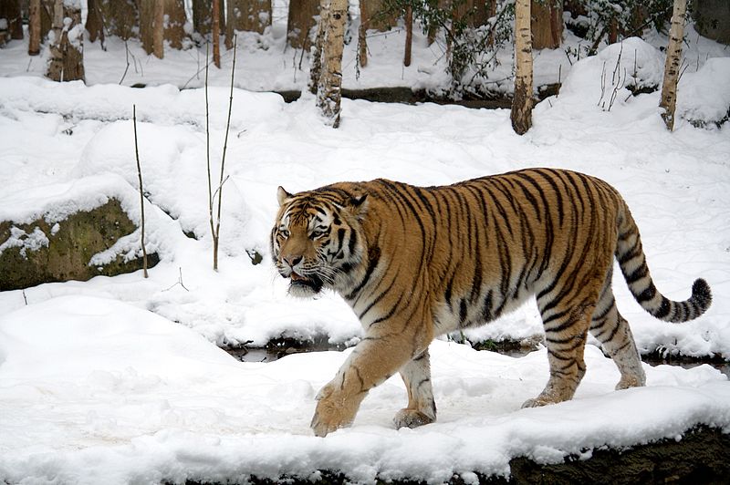 "Siberian Tiger"