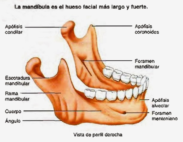 Morfologia Humana: Cráneo, mandíbula, articulación temporomandibular y ...