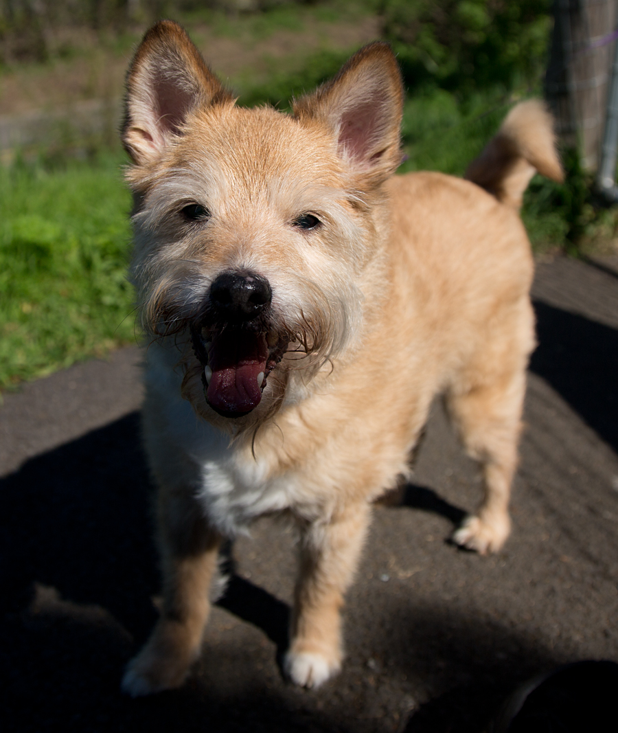 Shelter Dogs of Portland: "SEYMORE" nice older terrier