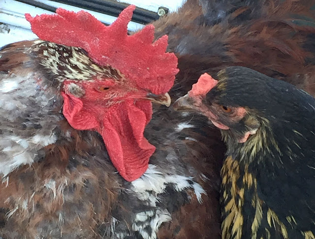 How to train a rooster to be nice (or at least to stop attacking you ...